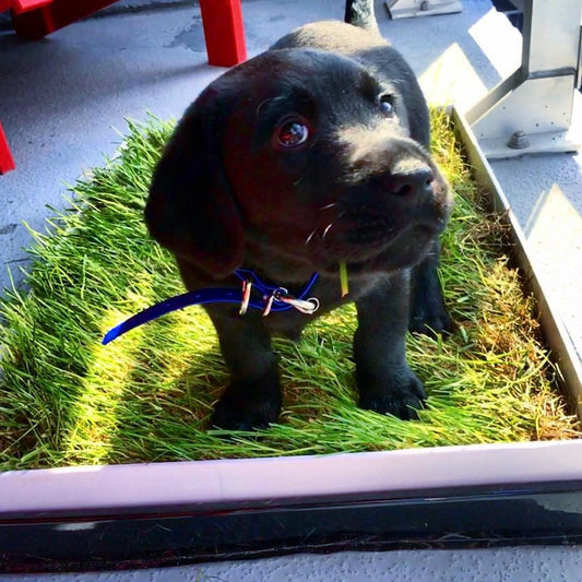 #1 Real Grass Dog Potty - 50% Off Sale – Pooch Patch