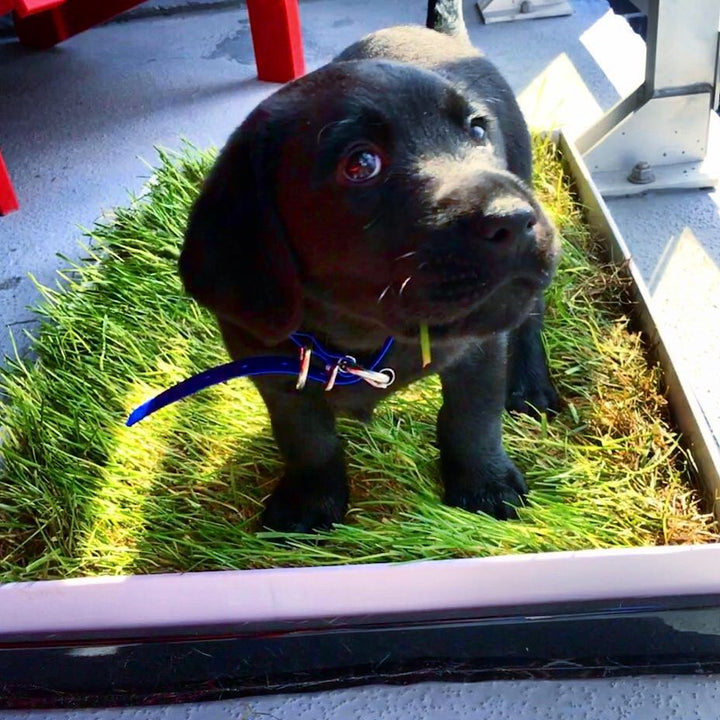 #1 Real Grass Dog Potty - 50% Off Sale – Pooch Patch