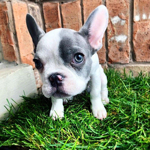 #1 Real Grass Dog Potty - 50% Off Sale – Pooch Patch