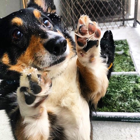 #1 Real Grass Dog Potty - 50% Off Sale – Pooch Patch