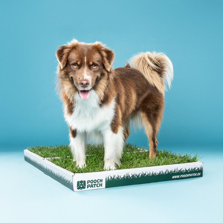 #1 Real Grass Dog Potty - 50% Off Sale – Pooch Patch