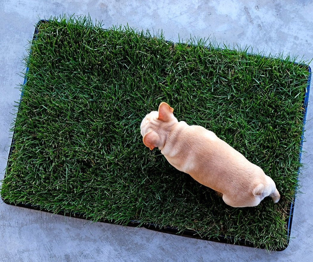 Reusable Infinity Tray – Pooch Patch