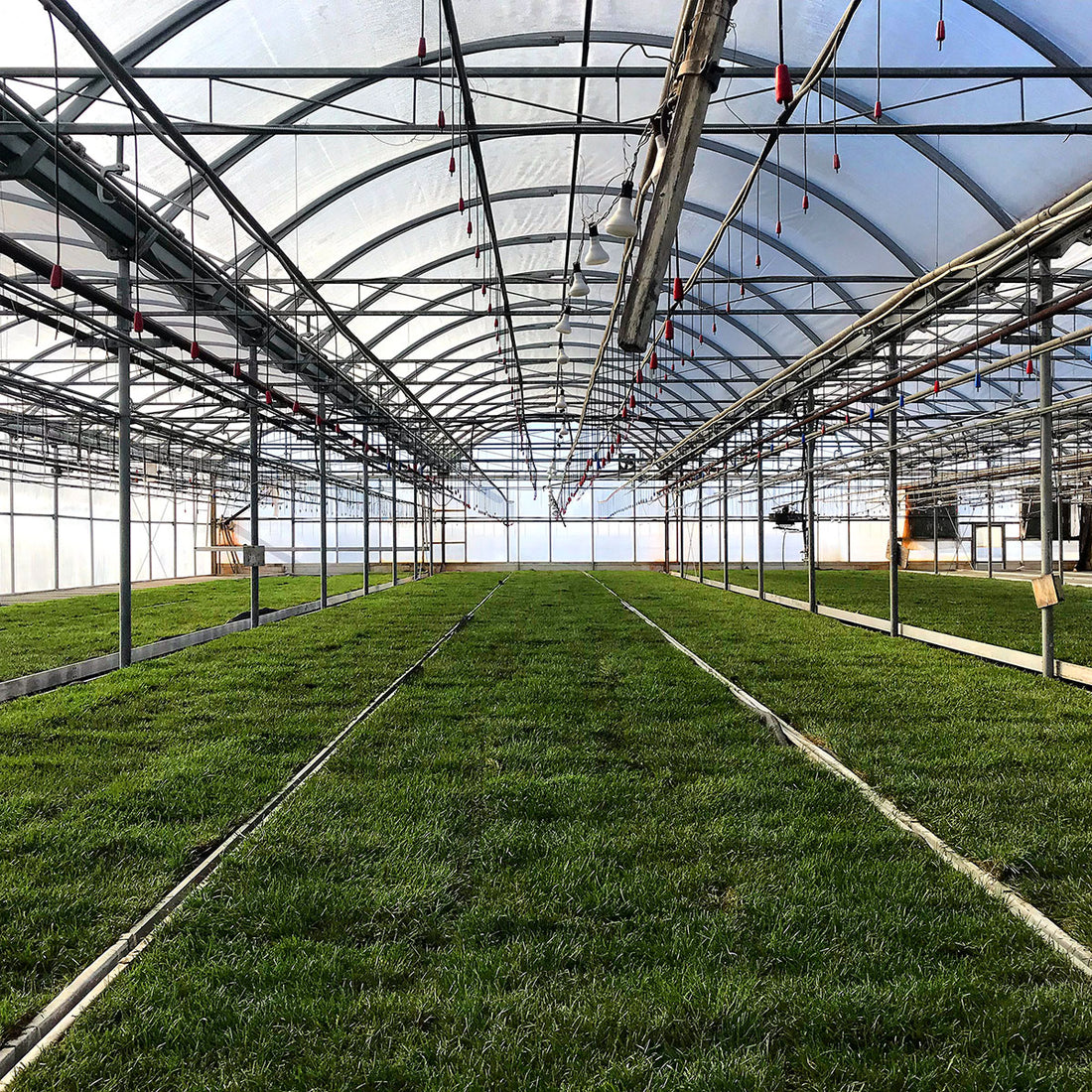 #1 Real Grass Dog Potty - 50% Off Sale – Pooch Patch