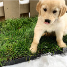 Reusable Infinity Tray – Pooch Patch