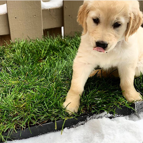 Reusable Infinity Tray – Pooch Patch