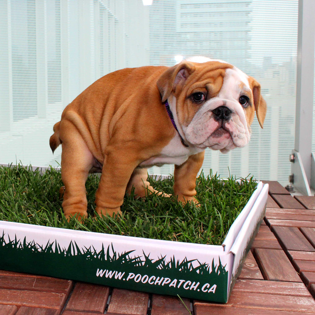 Pooch Patch Real Grass Dog Potty - Regular Size