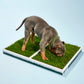 Pooch Patch XL Real Grass Dog Potty