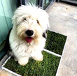 Pooch Patch XL Real Grass Dog Potty